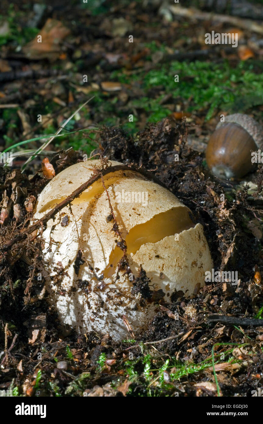 Common stinkhorn / dickes-nipes at immature egg stage (Phallus ...
