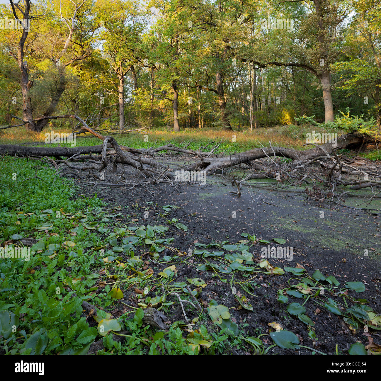 Dead wood hi-res stock photography and images - Alamy