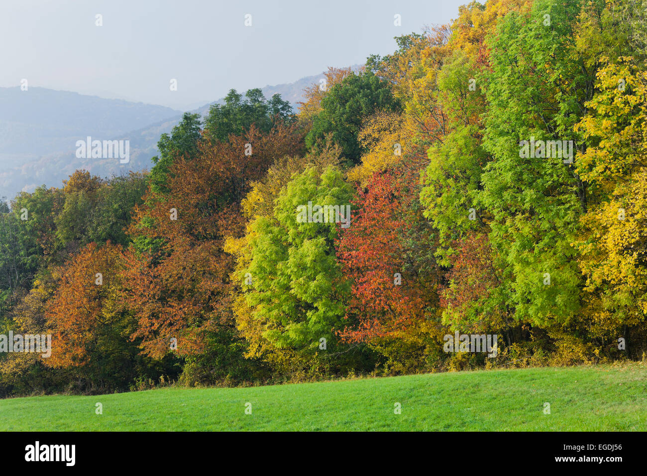 Wienerwald hi-res stock photography and images - Alamy