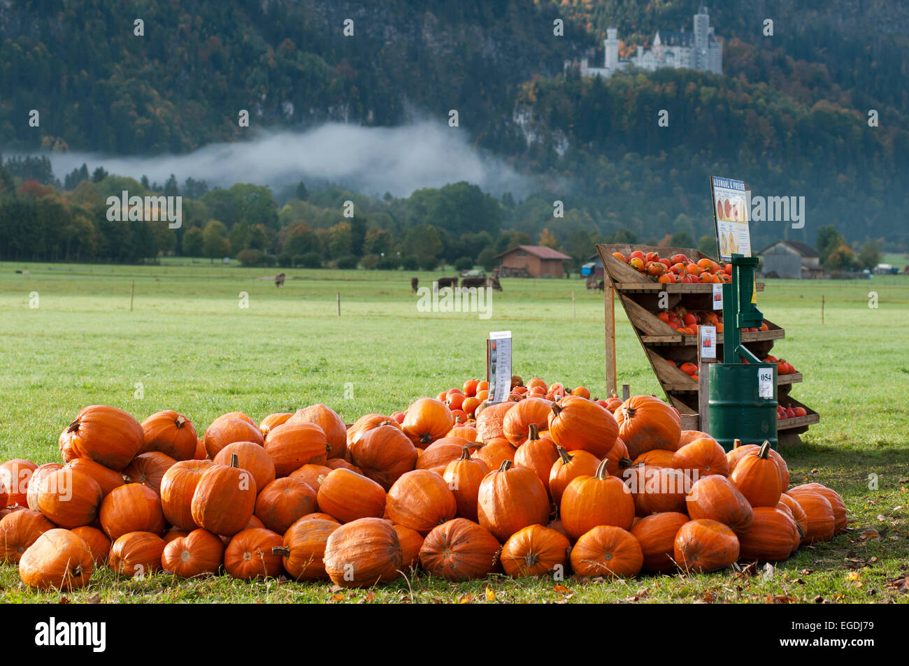 Pumpkin stall by the roadside, with Neuschwanstein Castle in the ...