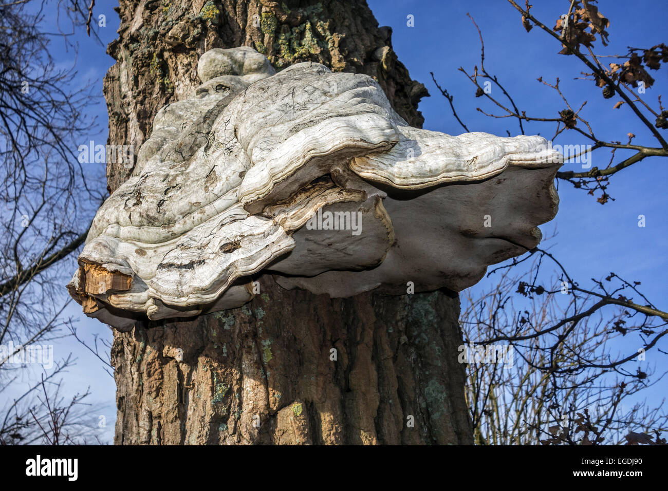 Oak bracket fungus hi-res stock photography and images - Alamy