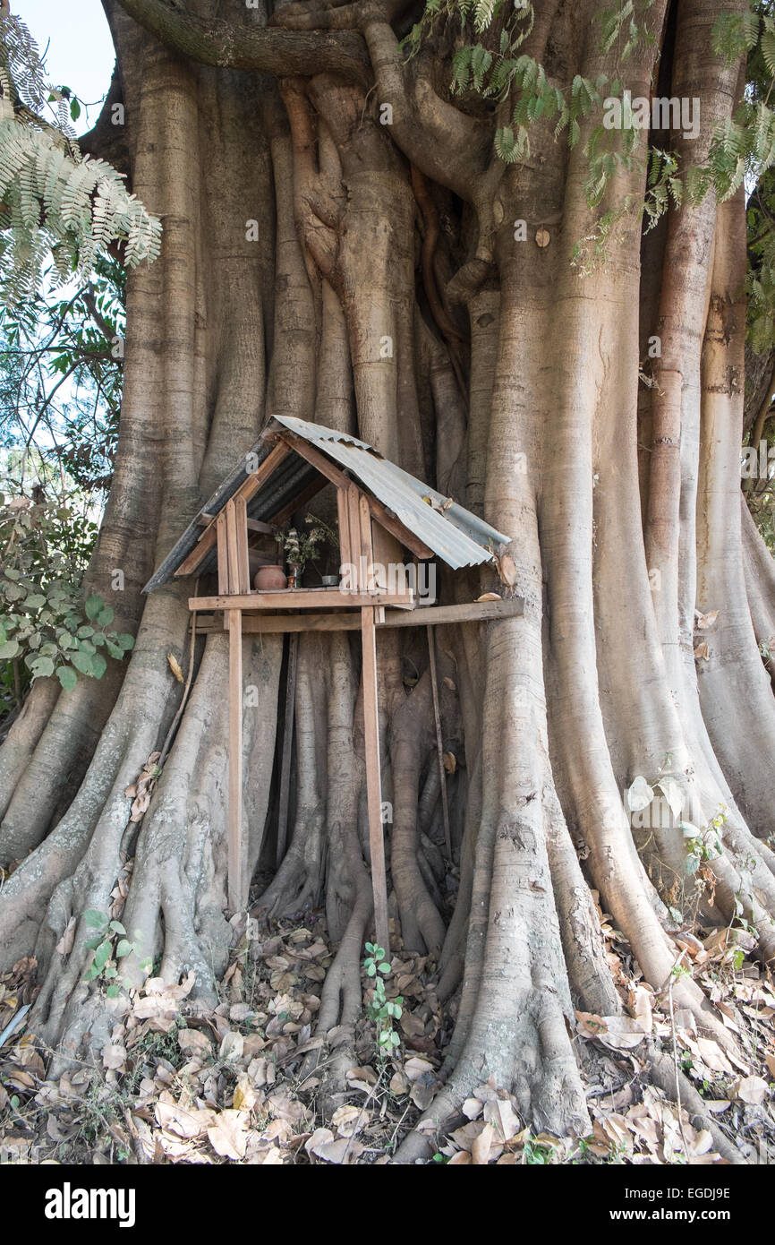Large tree with simple temple in rural location south of Nyaungshwe ...