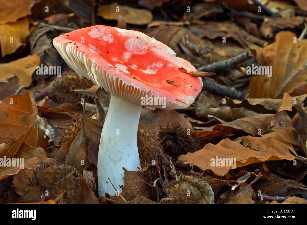 Primrose brittlegill (Russula luteotacta / Russula sardonia) in beech ...