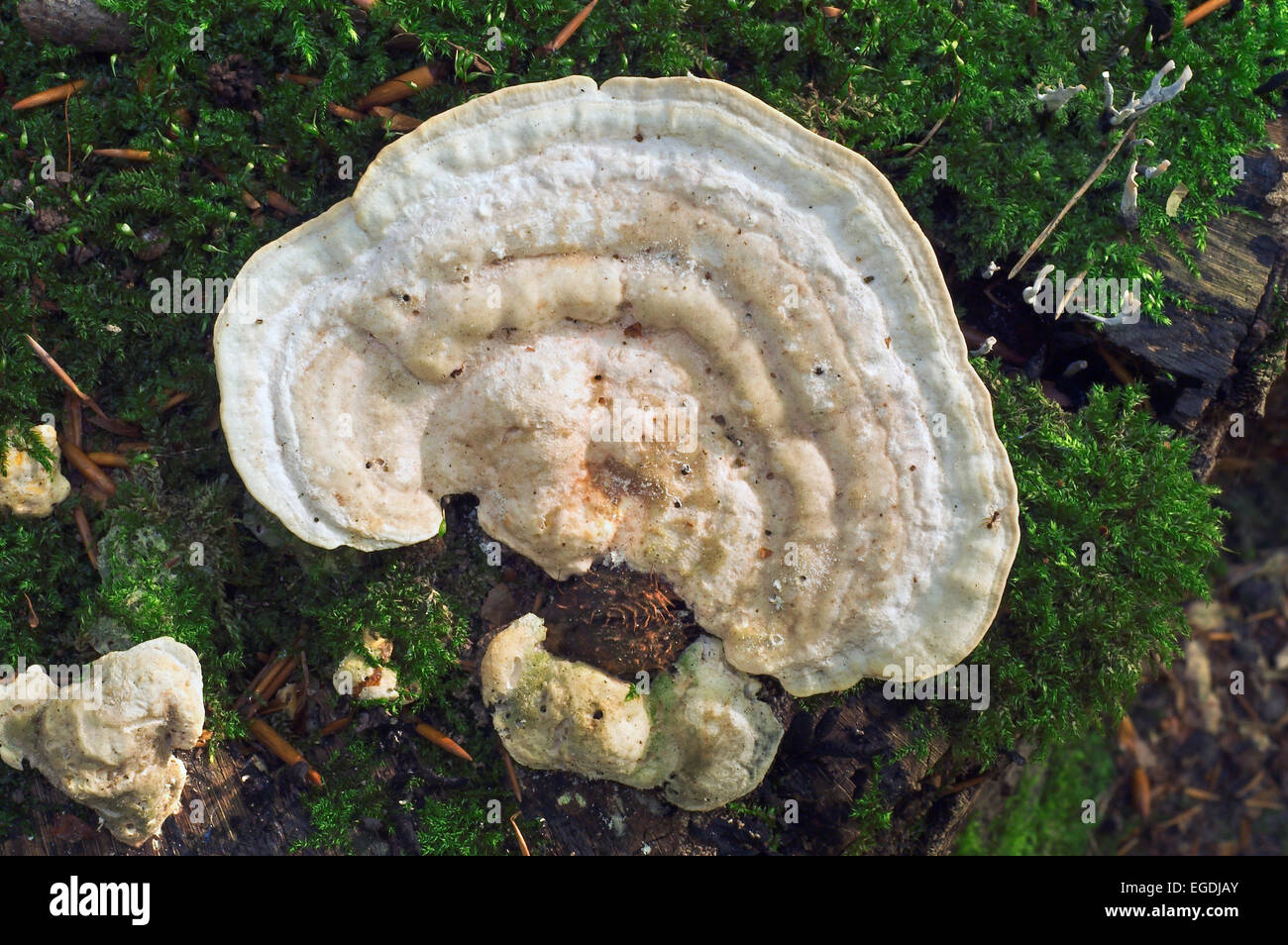 Lumpy bracket (Trametes gibbosa) on tree stump Stock Photo - Alamy