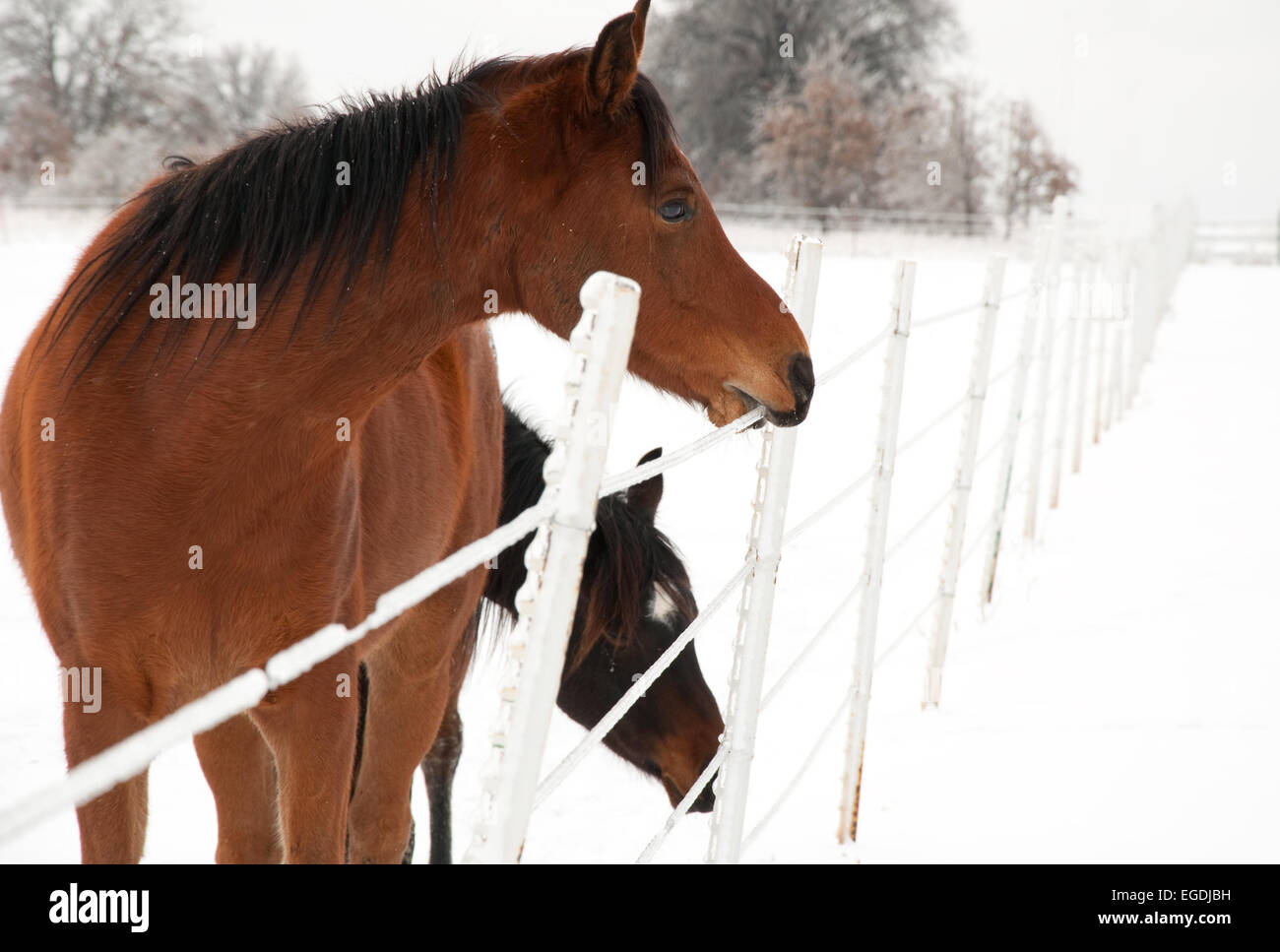 Bay horse eating ice off a fence wire in winter after an ice storm ...