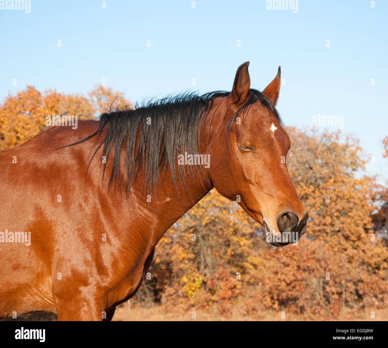 Arabian Horse Pictures To Color