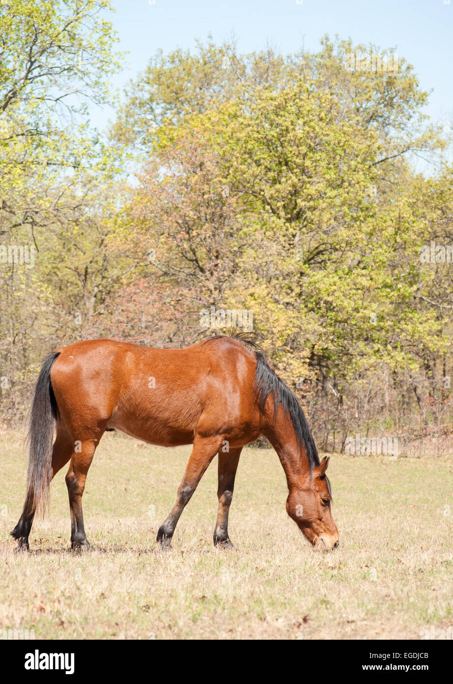 Red bay and animal hi-res stock photography and images - Alamy