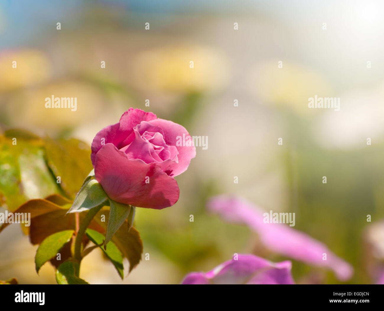 Deep pink rose in autumn garden Stock Photo - Alamy