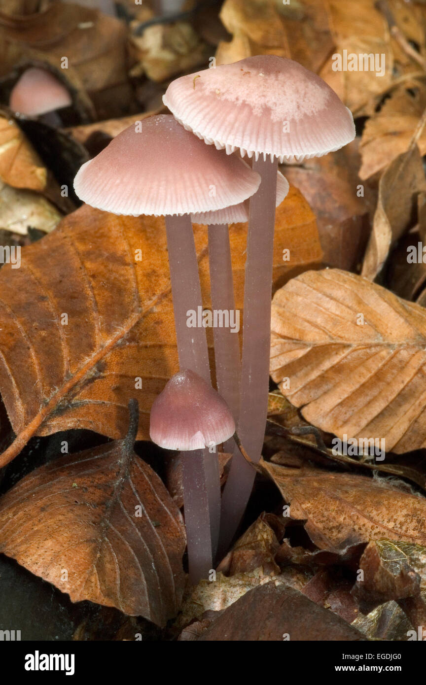 Lilac bonnet fungus (Mycena pura) among beech leaves in autumn forest ...