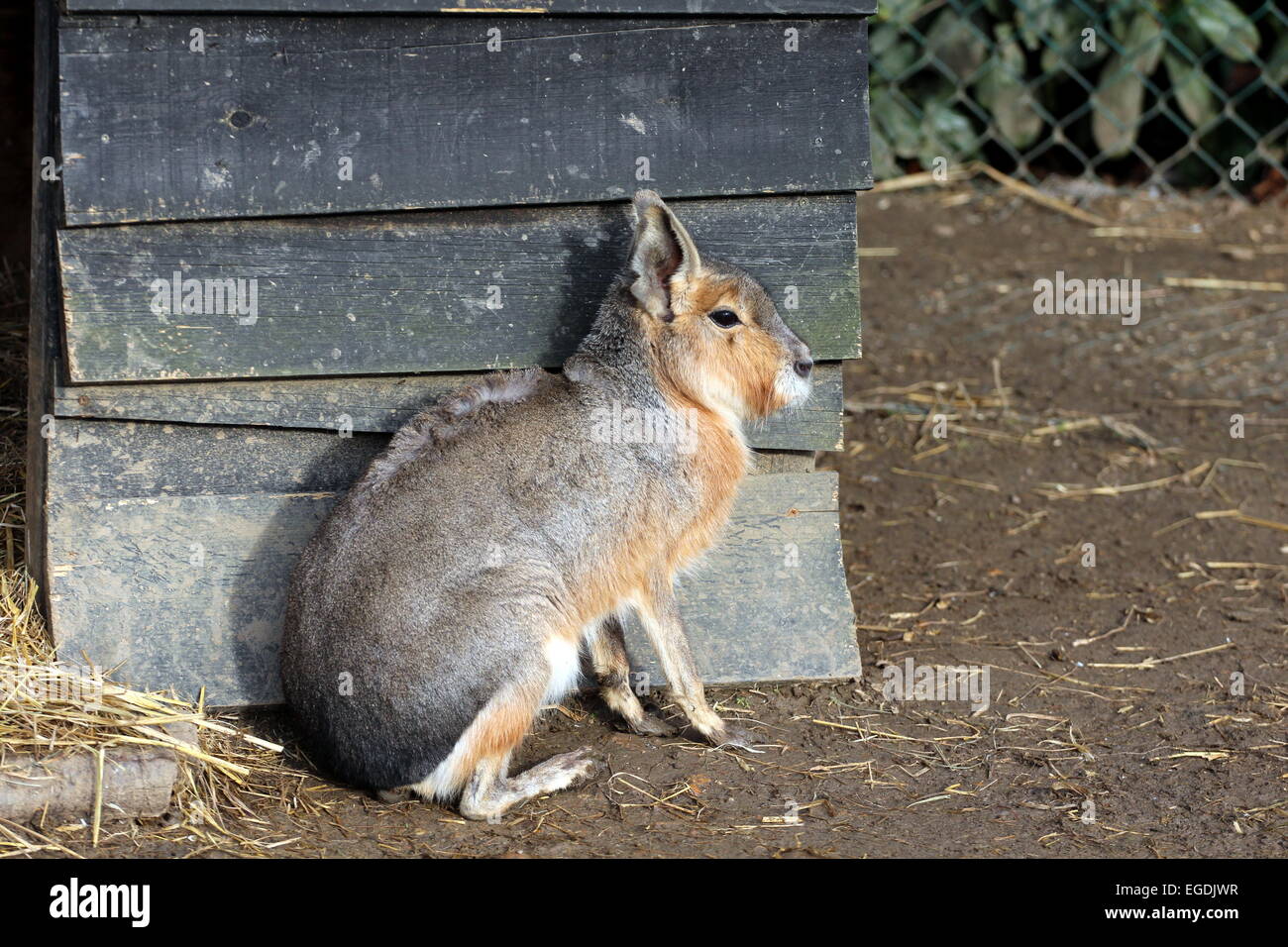 Patagonian mara captivity hi-res stock photography and images - Alamy