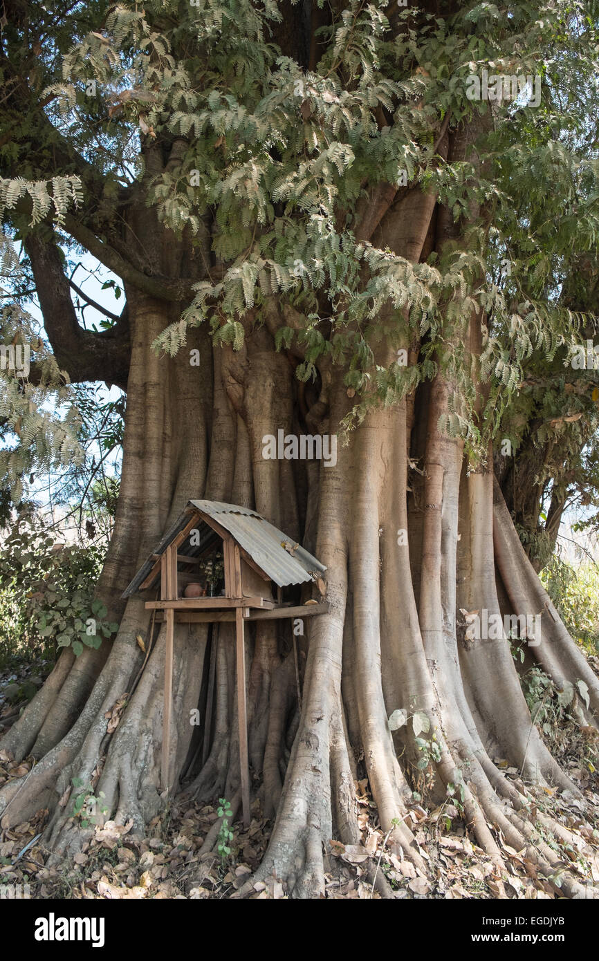 Large tree with simple temple in rural location south of Nyaungshwe ...