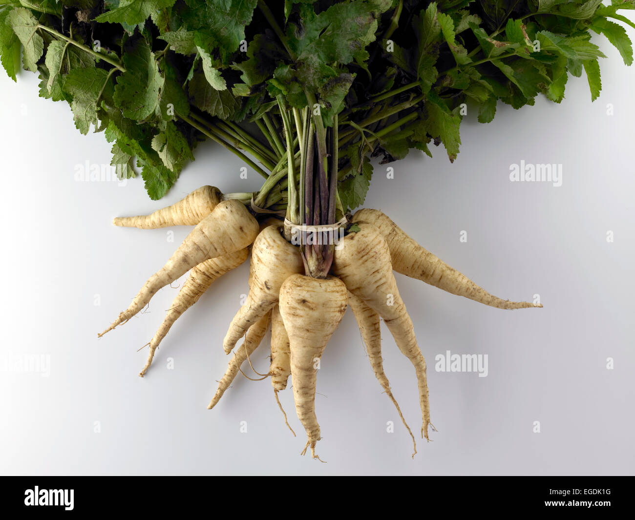 Parsnip leaves root hi-res stock photography and images - Alamy