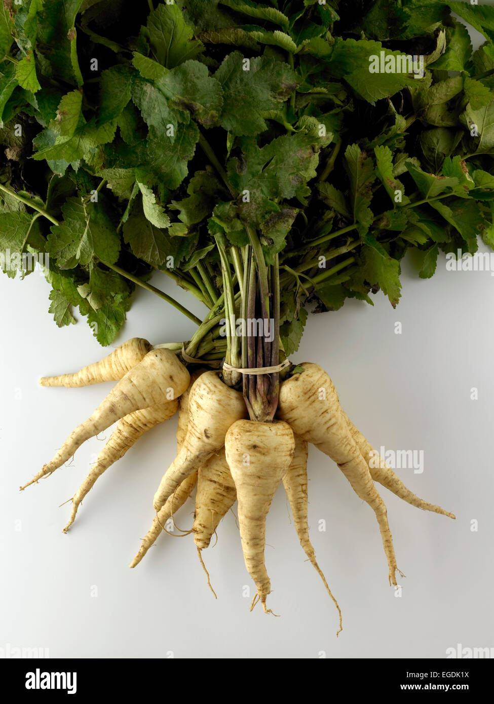 Parsnip leaves root hi-res stock photography and images - Alamy