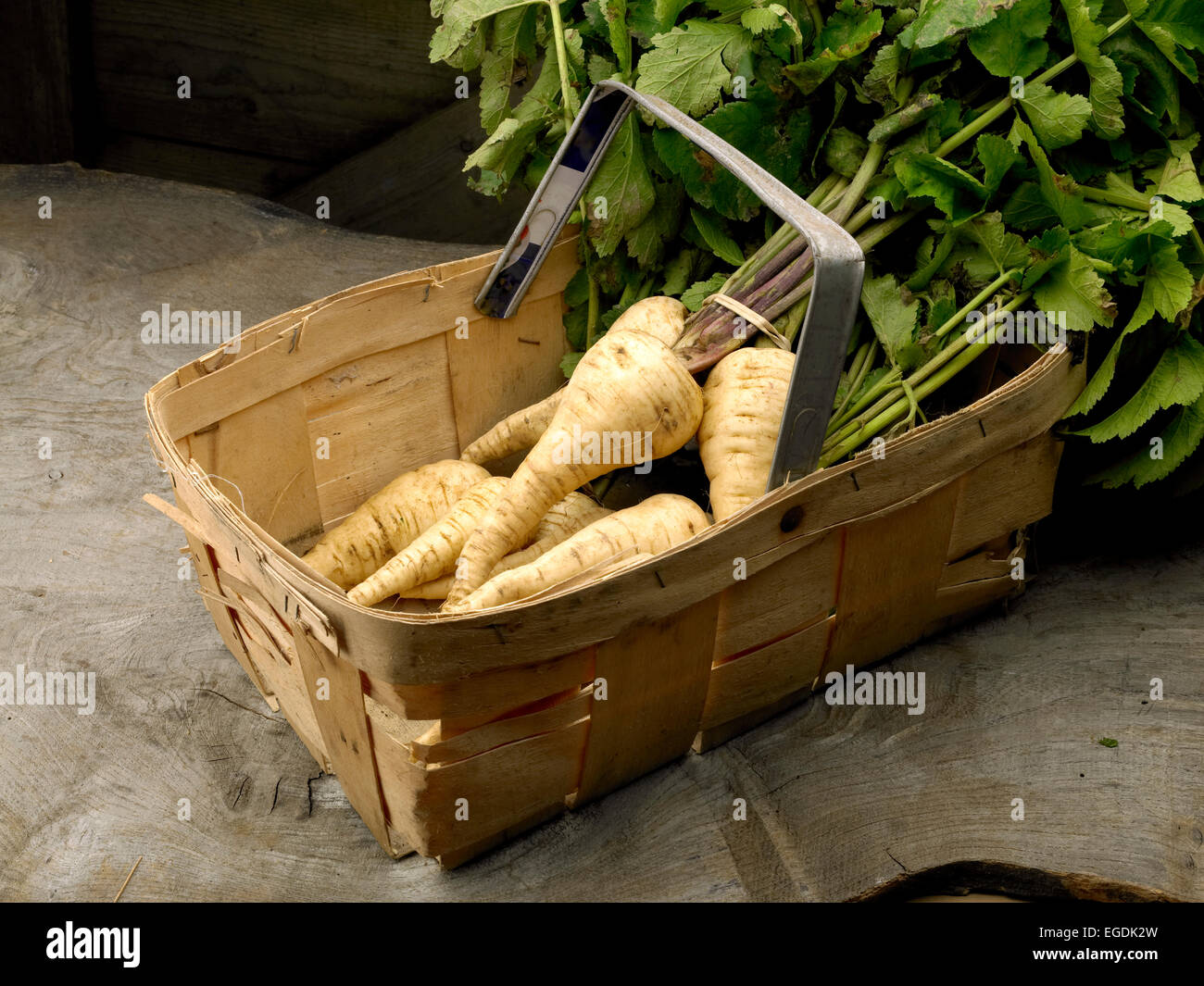 Parsnip leaves root hi-res stock photography and images - Alamy