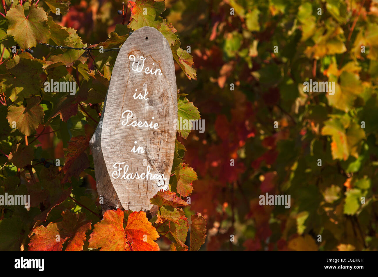 Vineyards along the Wine education path, Markelsheim, Franconia ...