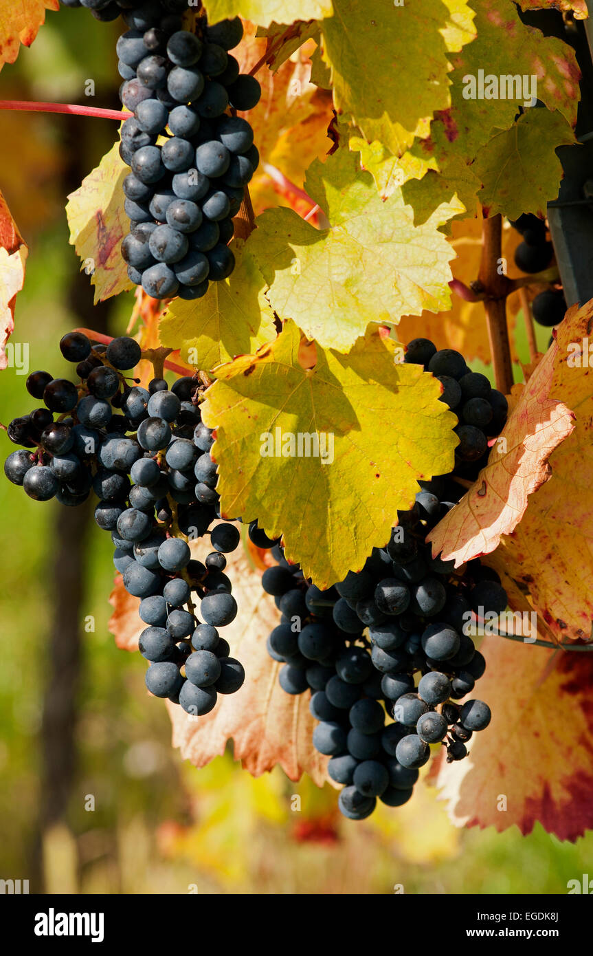 Wine bavaria hi-res stock photography and images - Alamy