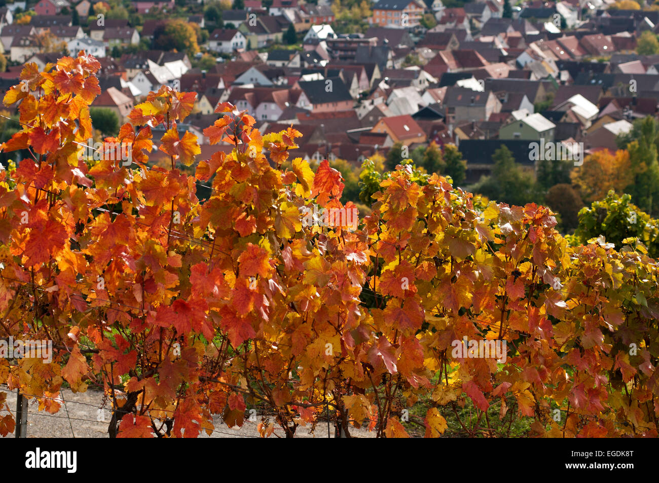 Educational wine trail hi-res stock photography and images - Alamy