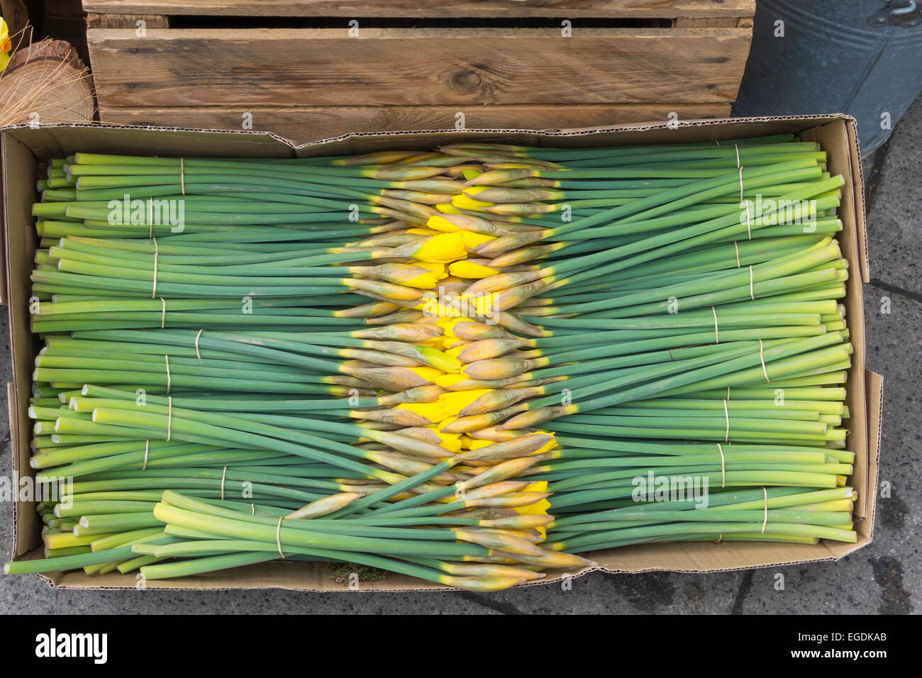 Daffodils on sale in a box prepared and bunched by the grower ready for ...