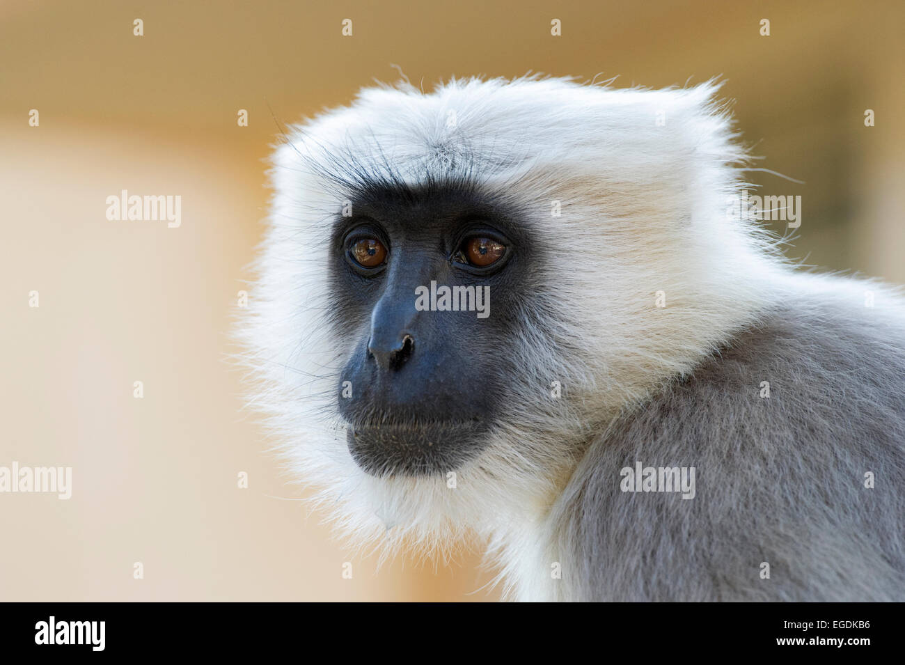 A Southern Plains Grey Langur (Semnopithecus dussumieri) or Hanuman ...