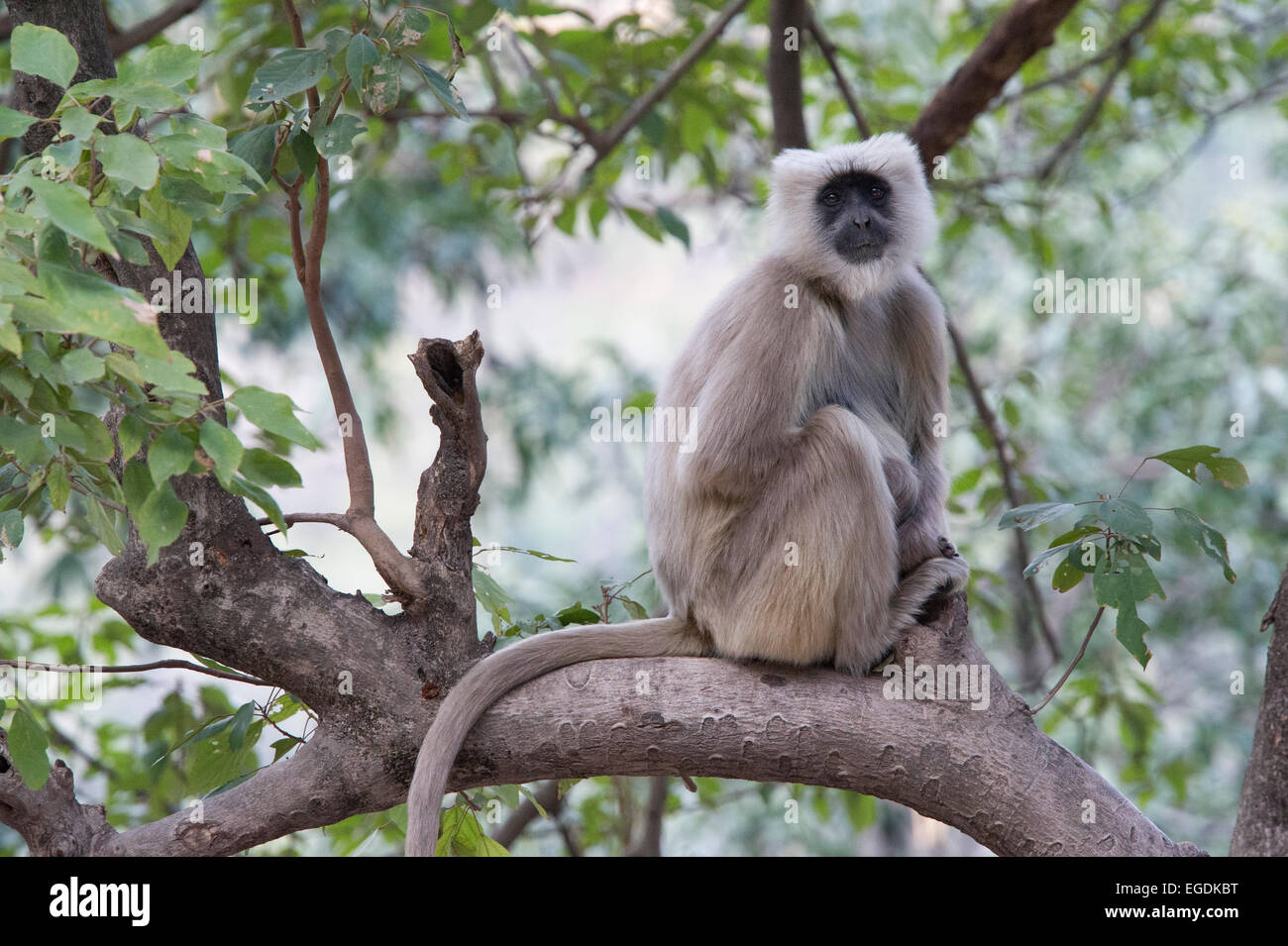 A Southern Plains Grey Langur (Semnopithecus dussumieri) or Hanuman ...