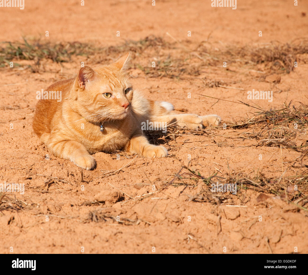 Beautiful orange tabby cat in sunshine against red dirt background ...