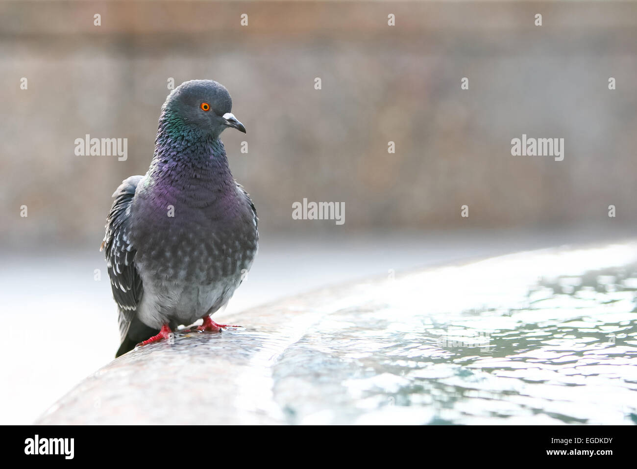 Backlight pigeon hi-res stock photography and images - Alamy