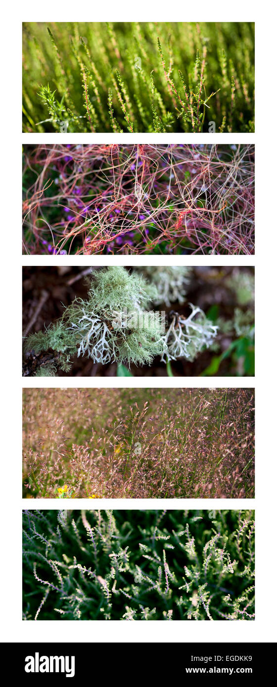On vegetation Cut Out Stock Images & Pictures - Alamy