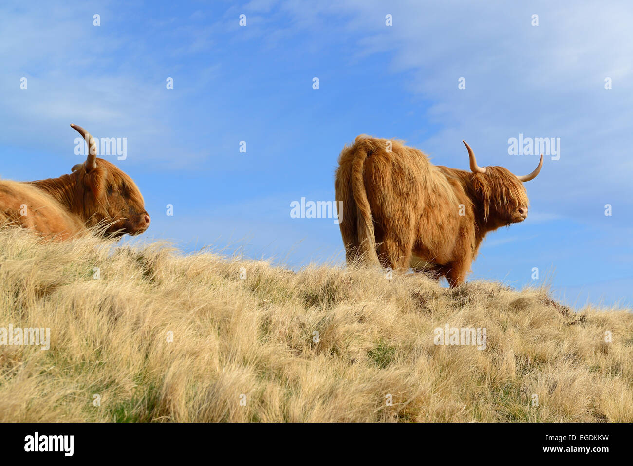 Two Scottish highland cattle, Scottish highland cattle, Highland ...