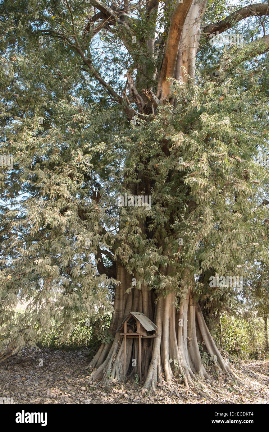 Large tree with simple temple in rural location south of Nyaungshwe ...
