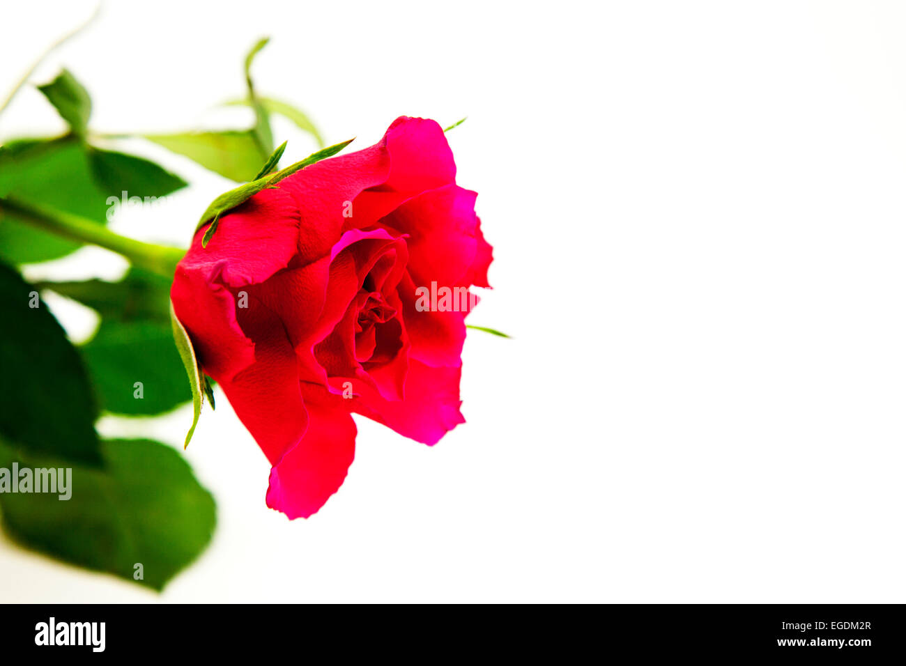 red rose flower stem flowering English petals petal cutout cut out ...