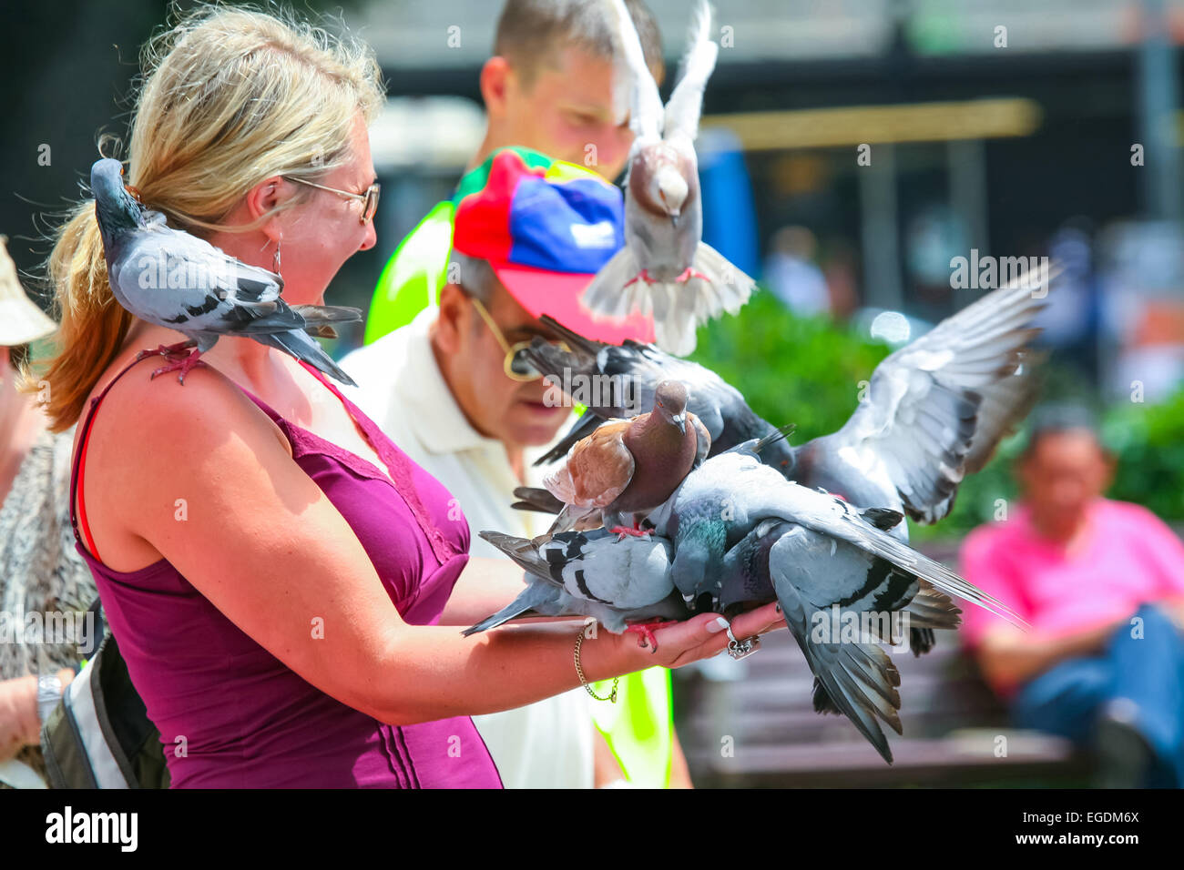 Hold A Pigeon High Resolution Stock Photography and Images - Alamy
