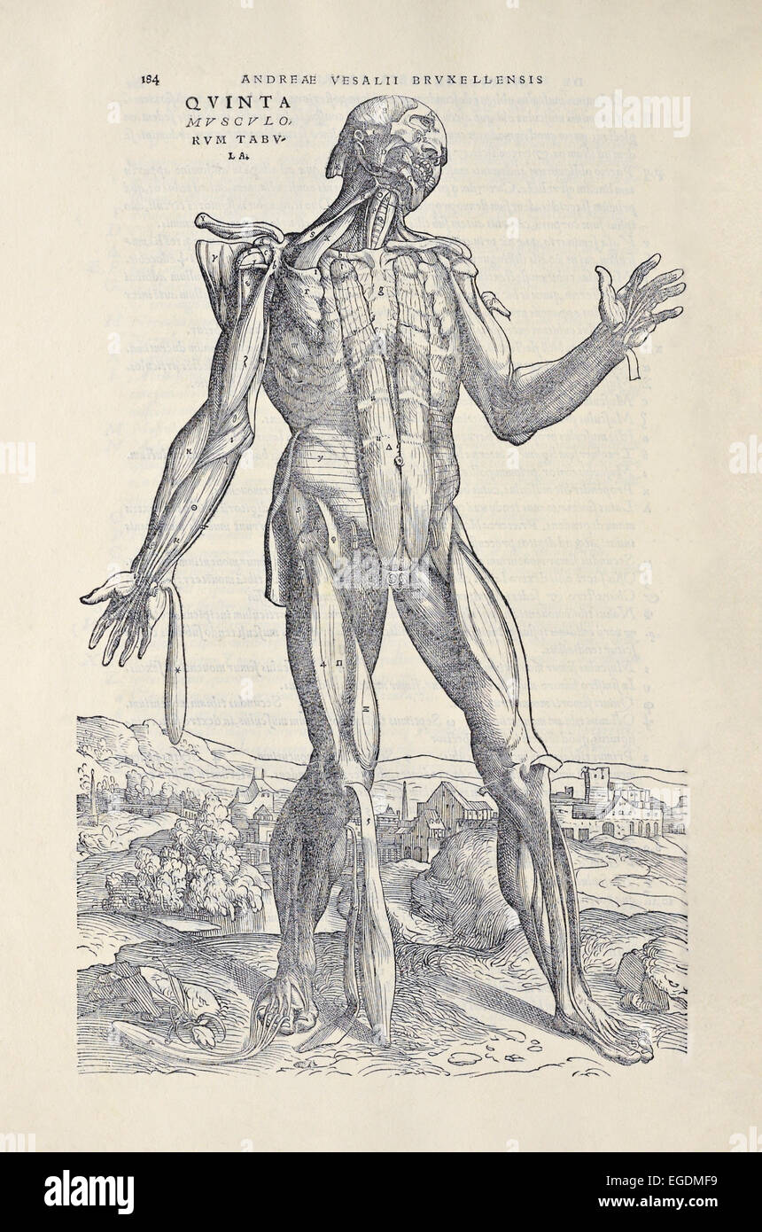 Dissection Medieval High Resolution Stock Photography and Images - Alamy