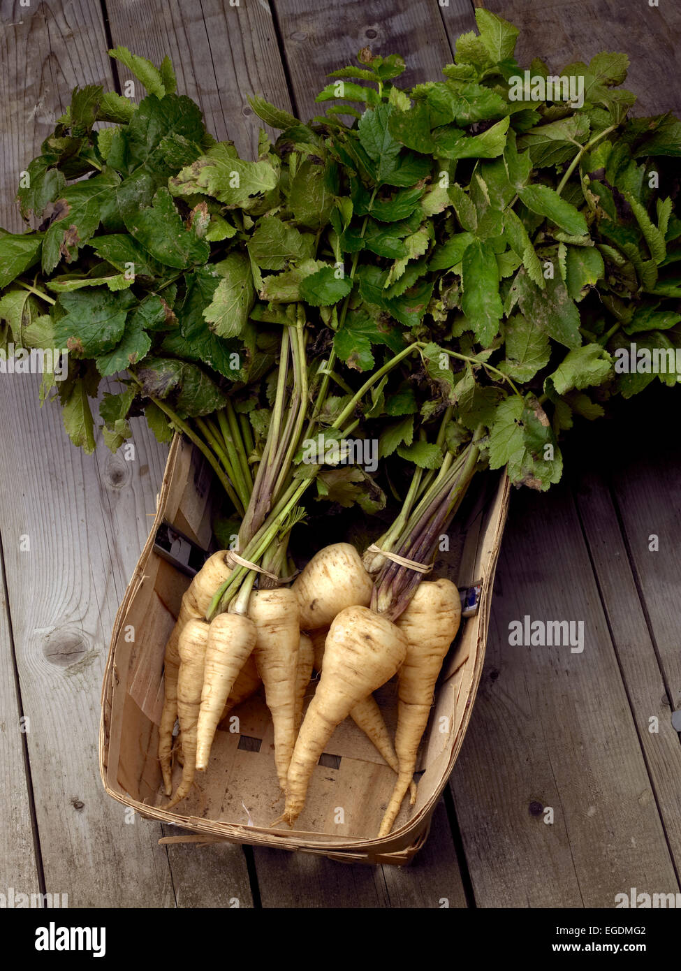 Parsnip leaves root hi-res stock photography and images - Alamy