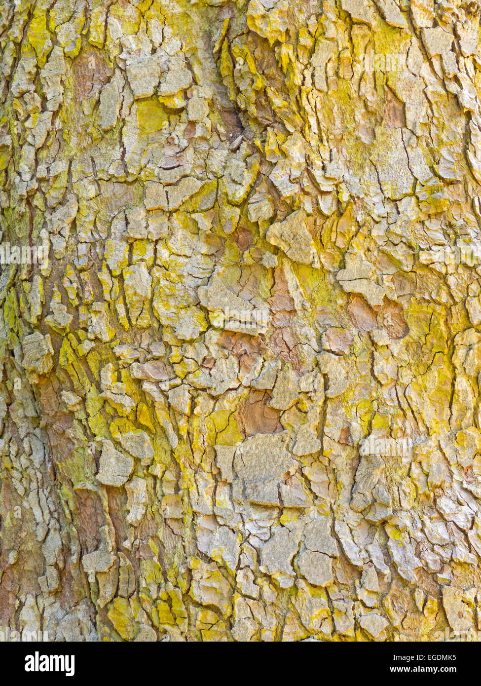 Fir bark hi-res stock photography and images - Alamy