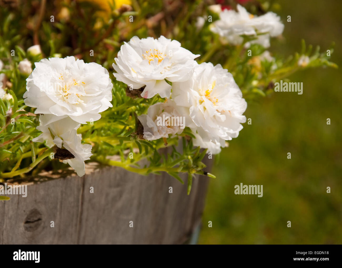 Pure white Portulaca flowers in a wooden container Stock Photo - Alamy