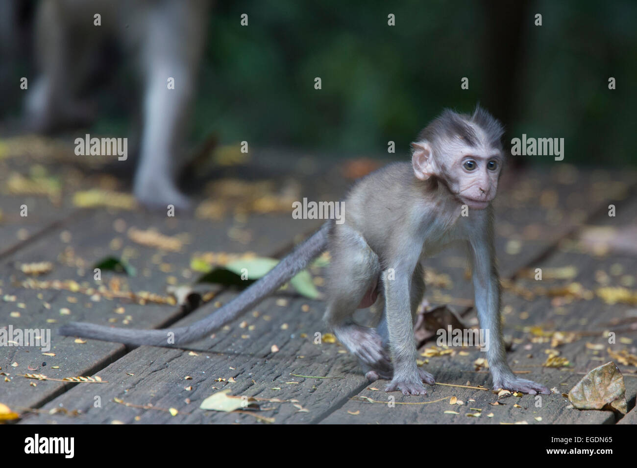 Long-tailed Macaque (Macaca fascicularis), baby, Bukit Timah Nature ...