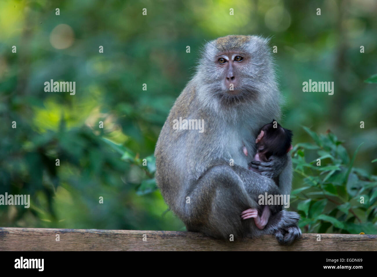 Long-tailed Macaque (Macaca fascicularis), mother with baby, Bukit ...