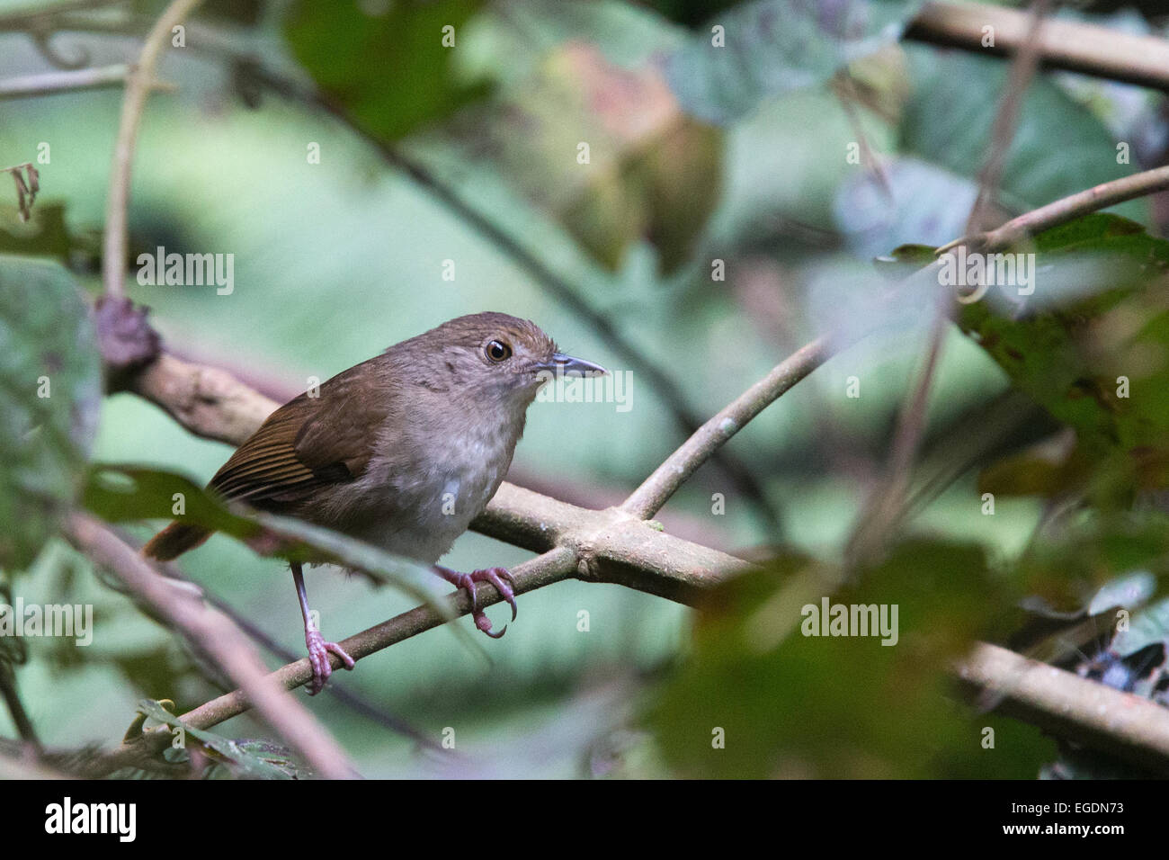 Suliwesi Babbler (Trichastoma celebense) an endemic to Suliwesi ...