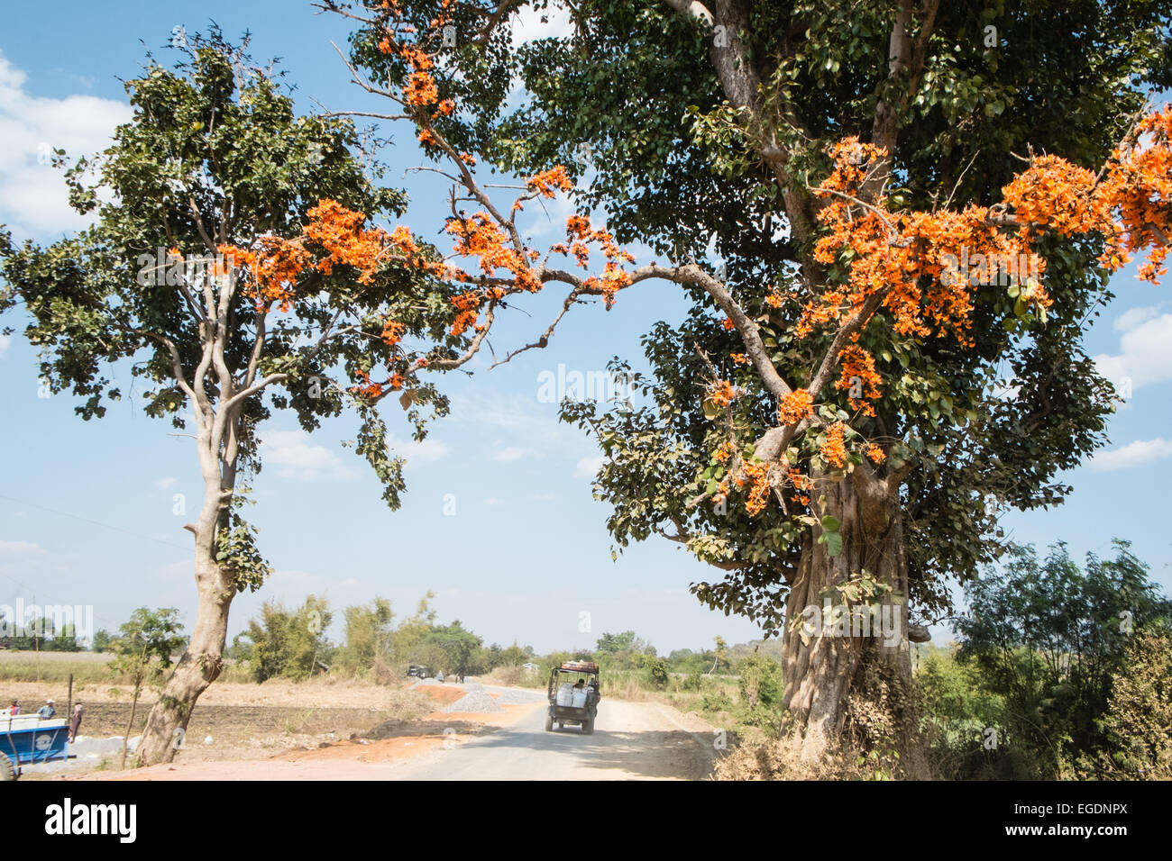 Colourful flowers in tree, in rural location south of Nyaungshwe ...