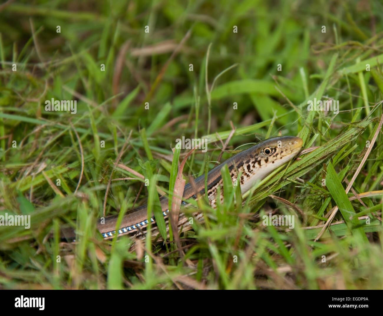 Lined snake in grass Stock Photo - Alamy