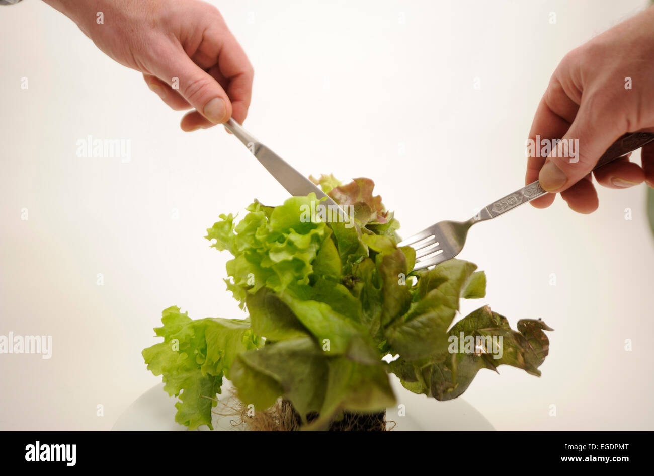 Lettuce chop hi-res stock photography and images - Alamy