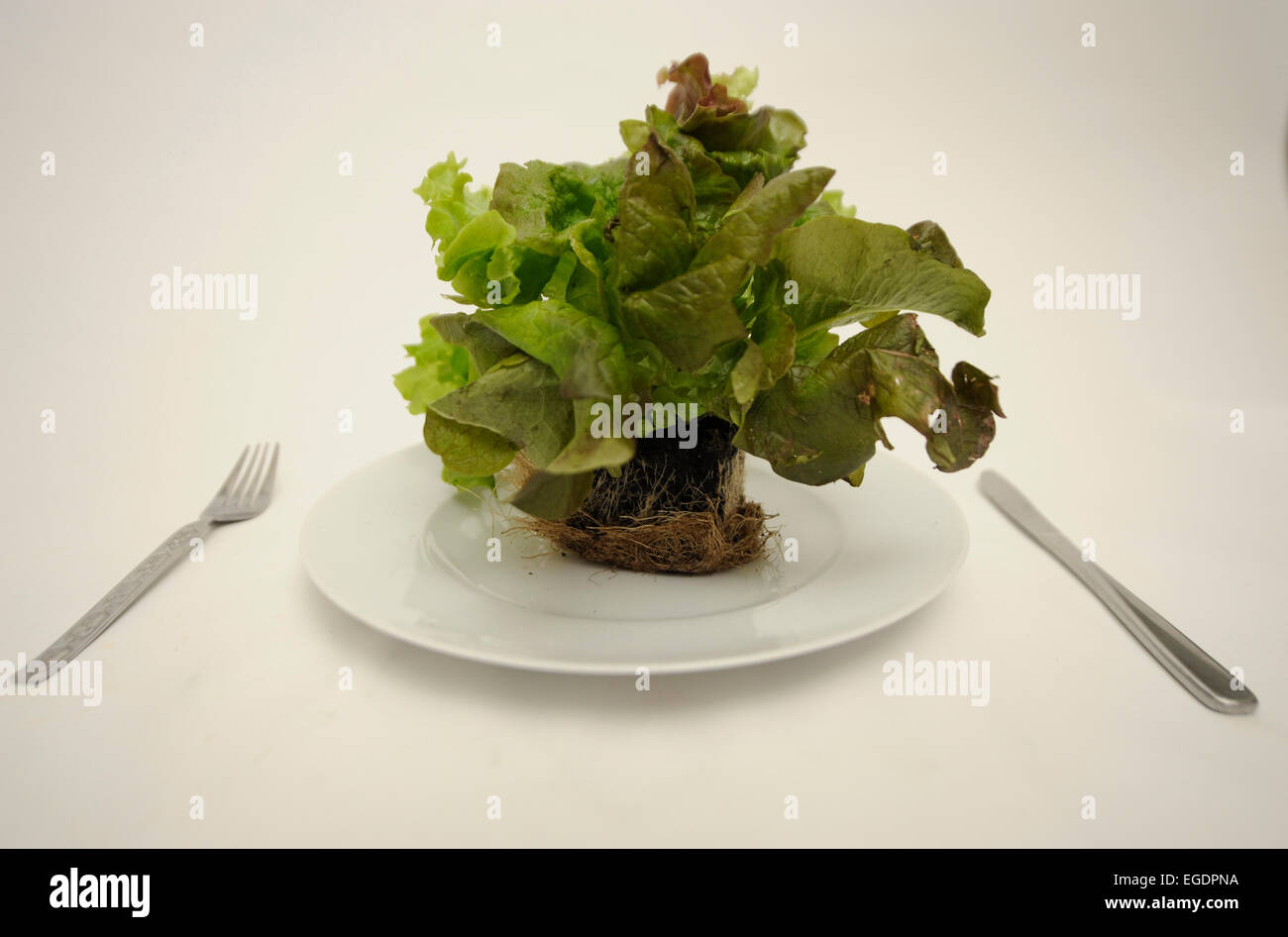 Lettuce chop hi-res stock photography and images - Alamy