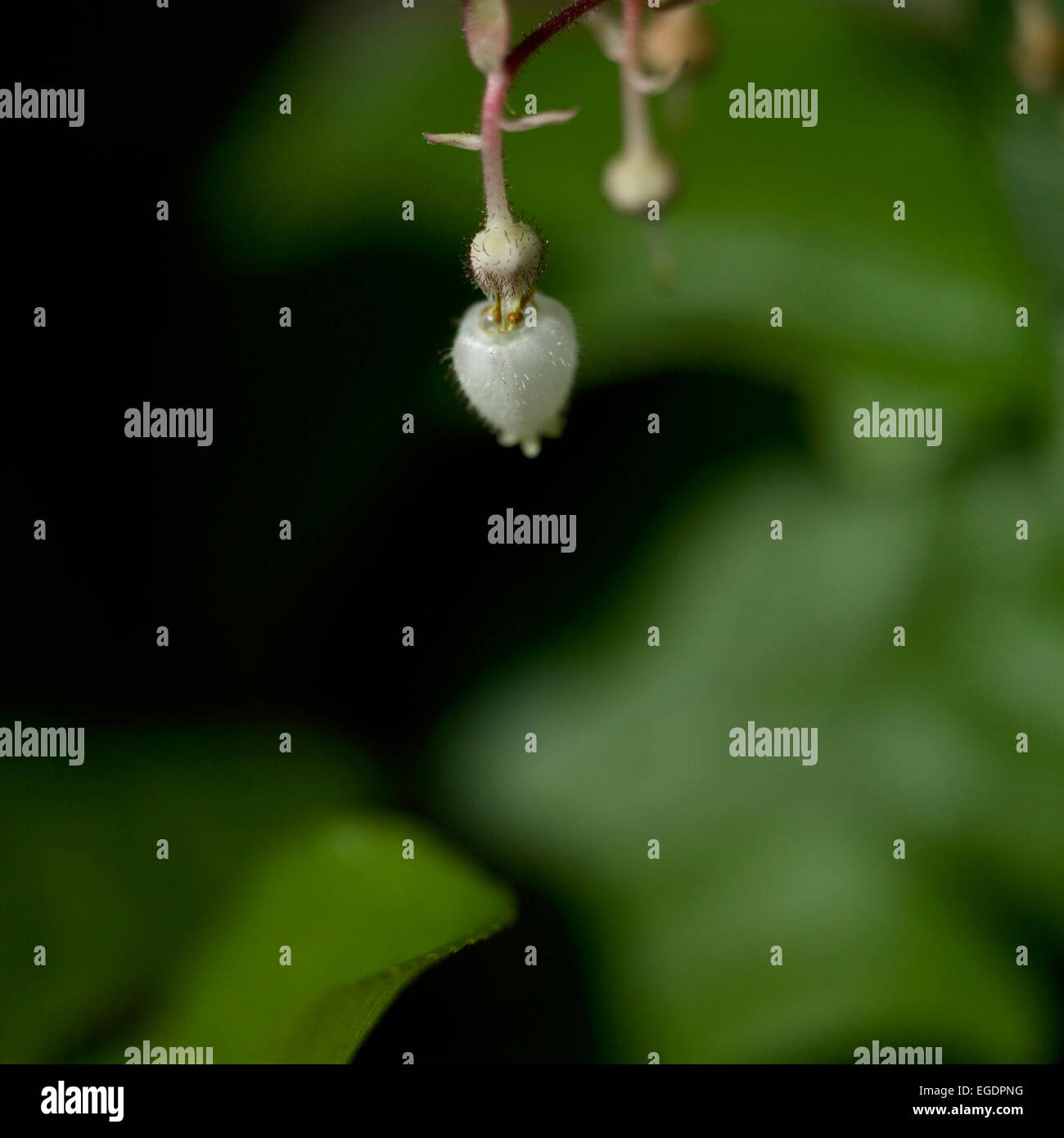 Small closed flower bud Stock Photo - Alamy