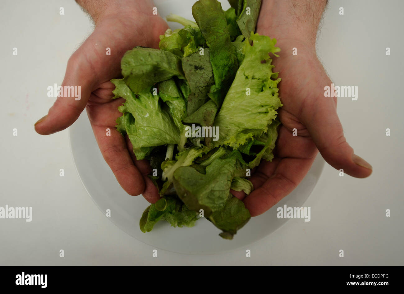 Male Cutting Lettuce Stock Photo - Alamy