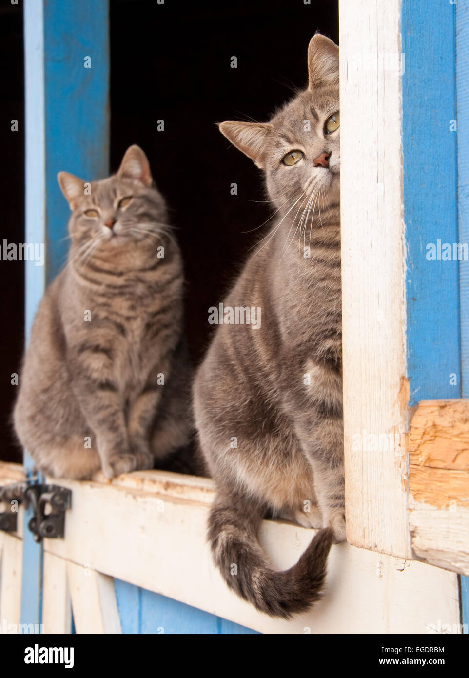 Matching pair of blue tabby cats sitting on top of a Dutch door of a ...