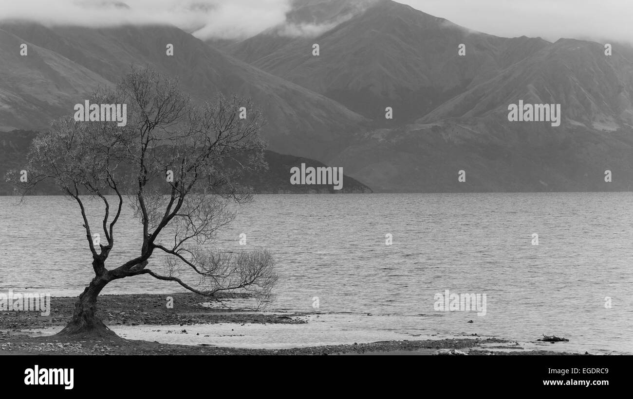 Tree of wanaka hi-res stock photography and images - Alamy