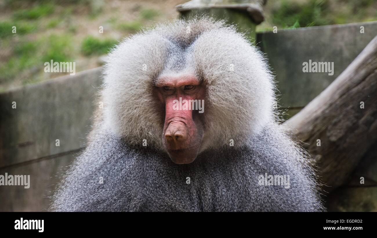 Monkey intelligence hi-res stock photography and images - Alamy