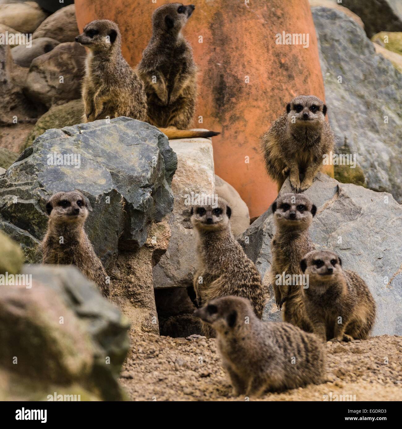 Meerkats desert hi-res stock photography and images - Alamy