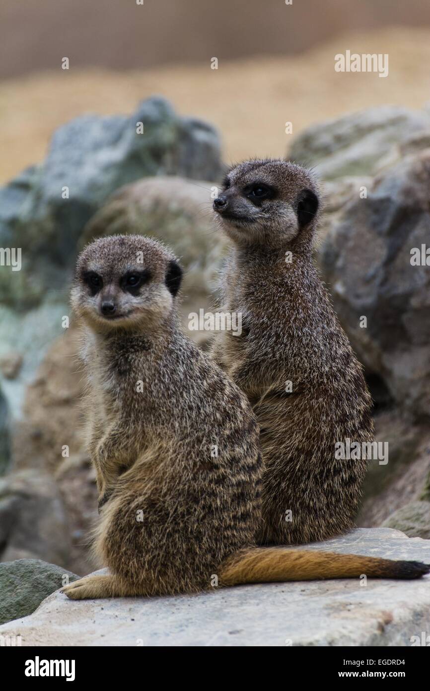 Team meerkat hi-res stock photography and images - Alamy