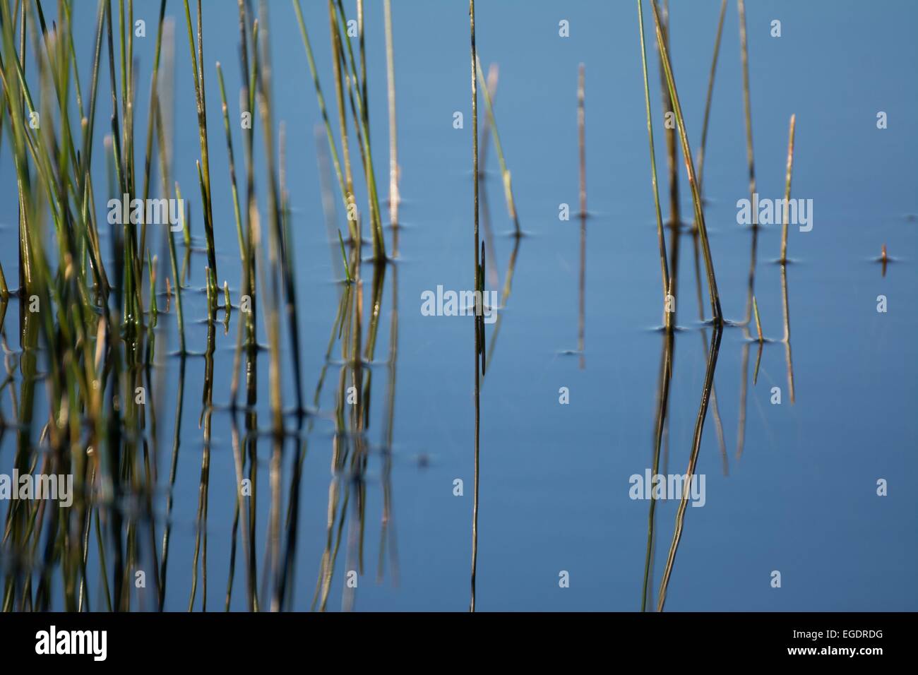 Grass growing in lake blue hi-res stock photography and images - Alamy